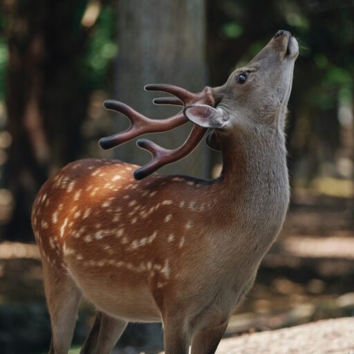 「業務の制限規定の趣旨の明確化」